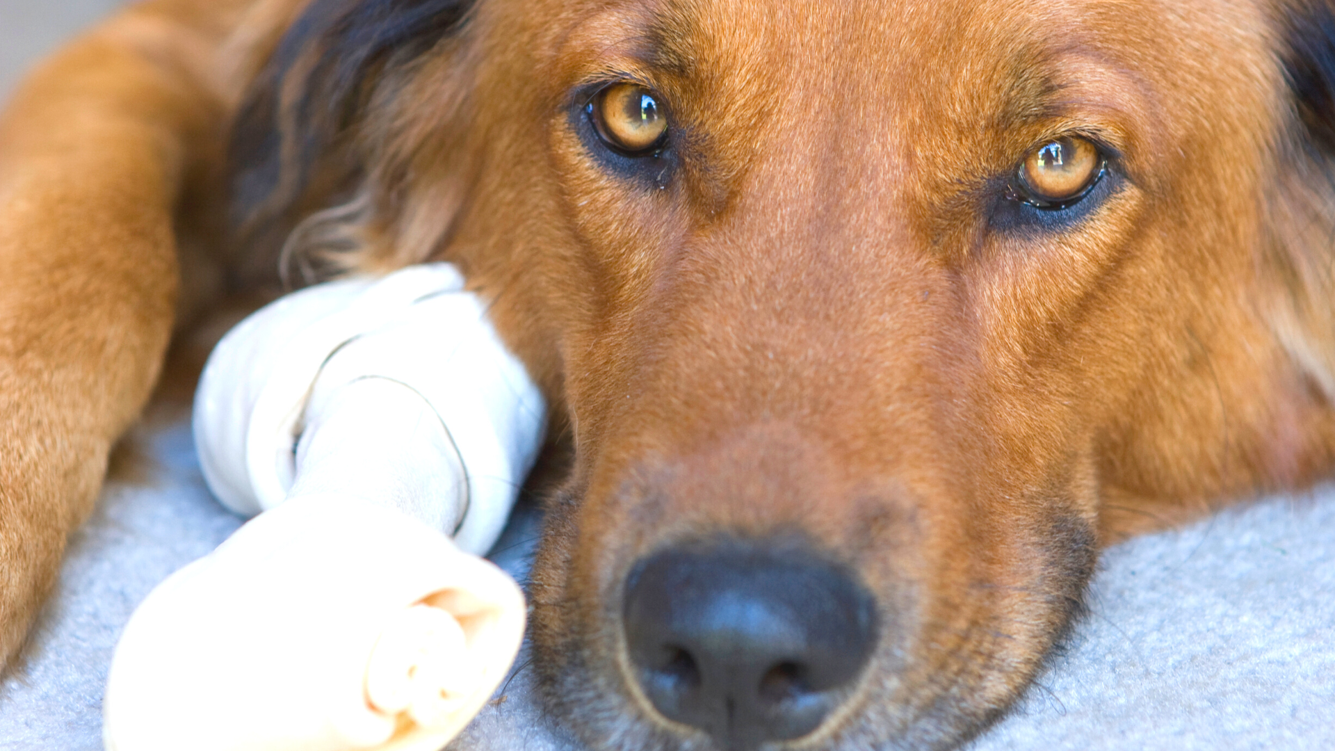 Best Rawhide Chews Substitutes for Dogs – Charmy Pet